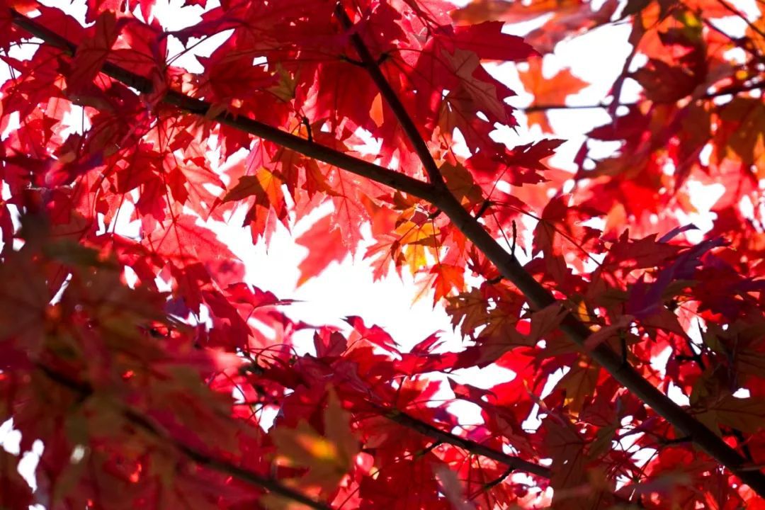 漯河河堤上的枫叶红了！美醉了..... 赶紧收藏！-大河号-大河网